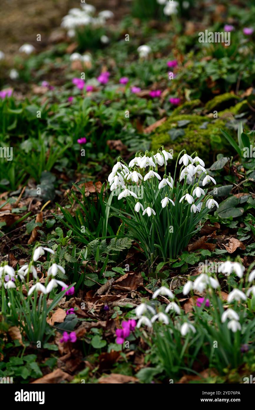 Galanthus nivalis ,snowdrop,snowdrops,winter,closeup,plant portraits ...