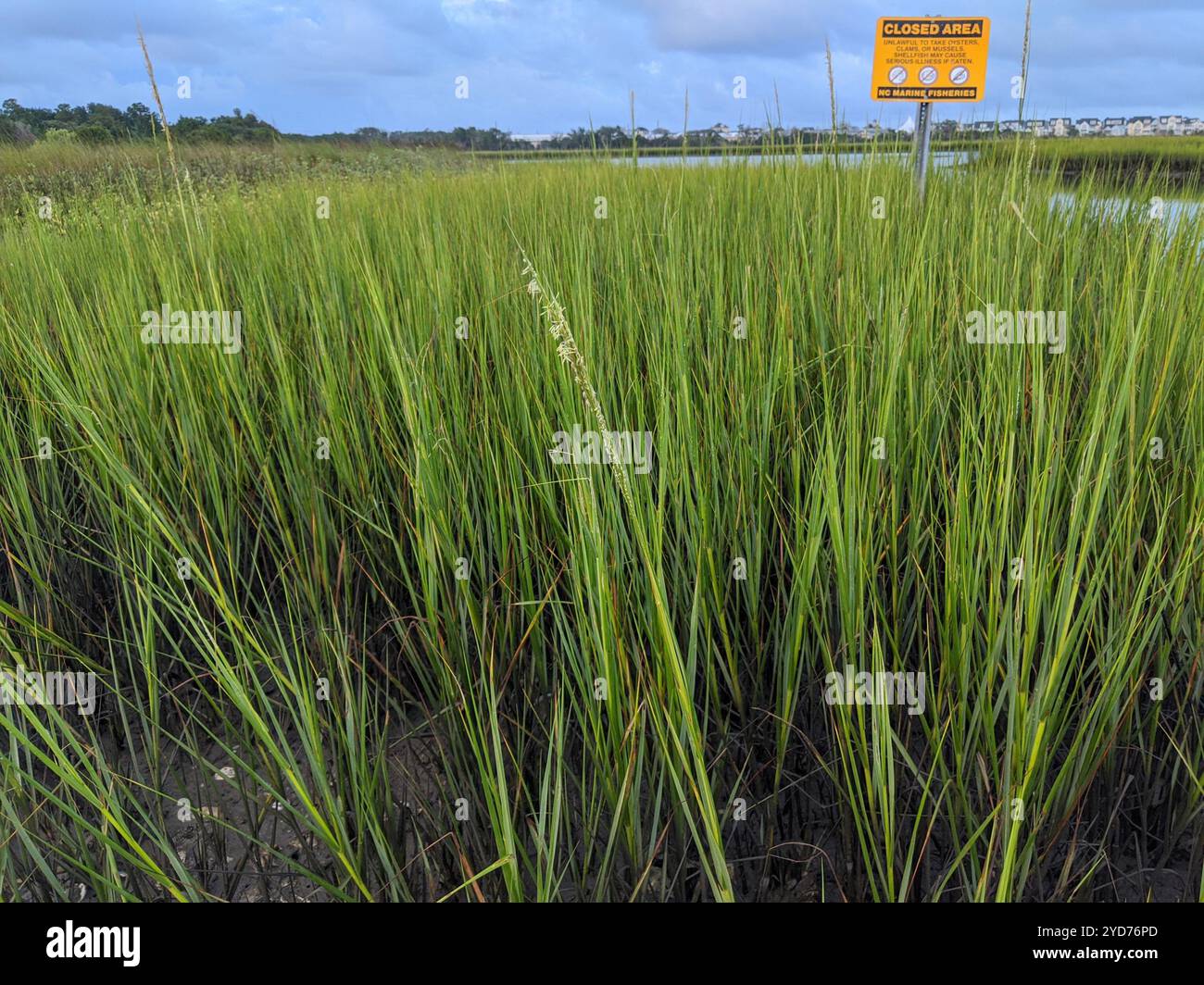 Saltmarsh Cordgrass (Sporobolus alterniflorus Stock Photo - Alamy