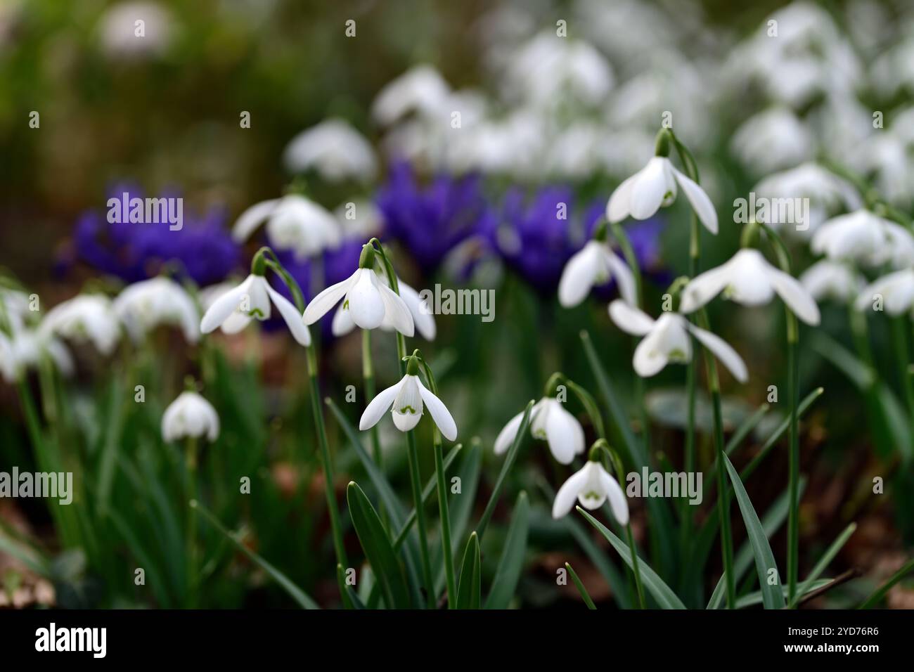 Galanthus nivalis ,snowdrop,snowdrops,winter,closeup,plant portraits ...