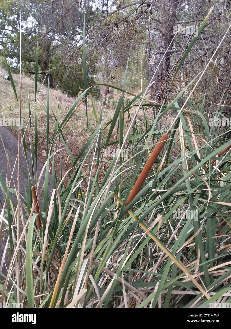 southern cattail (Typha domingensis Stock Photo - Alamy