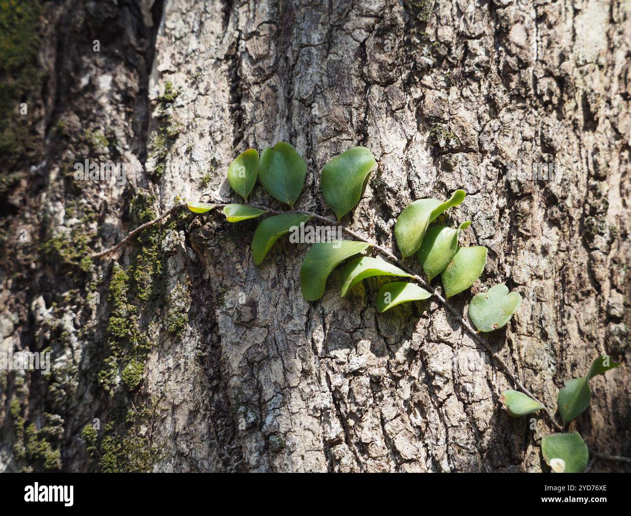 Lanceleaf Tongue Fern (Pyrrosia lanceolata Stock Photo - Alamy