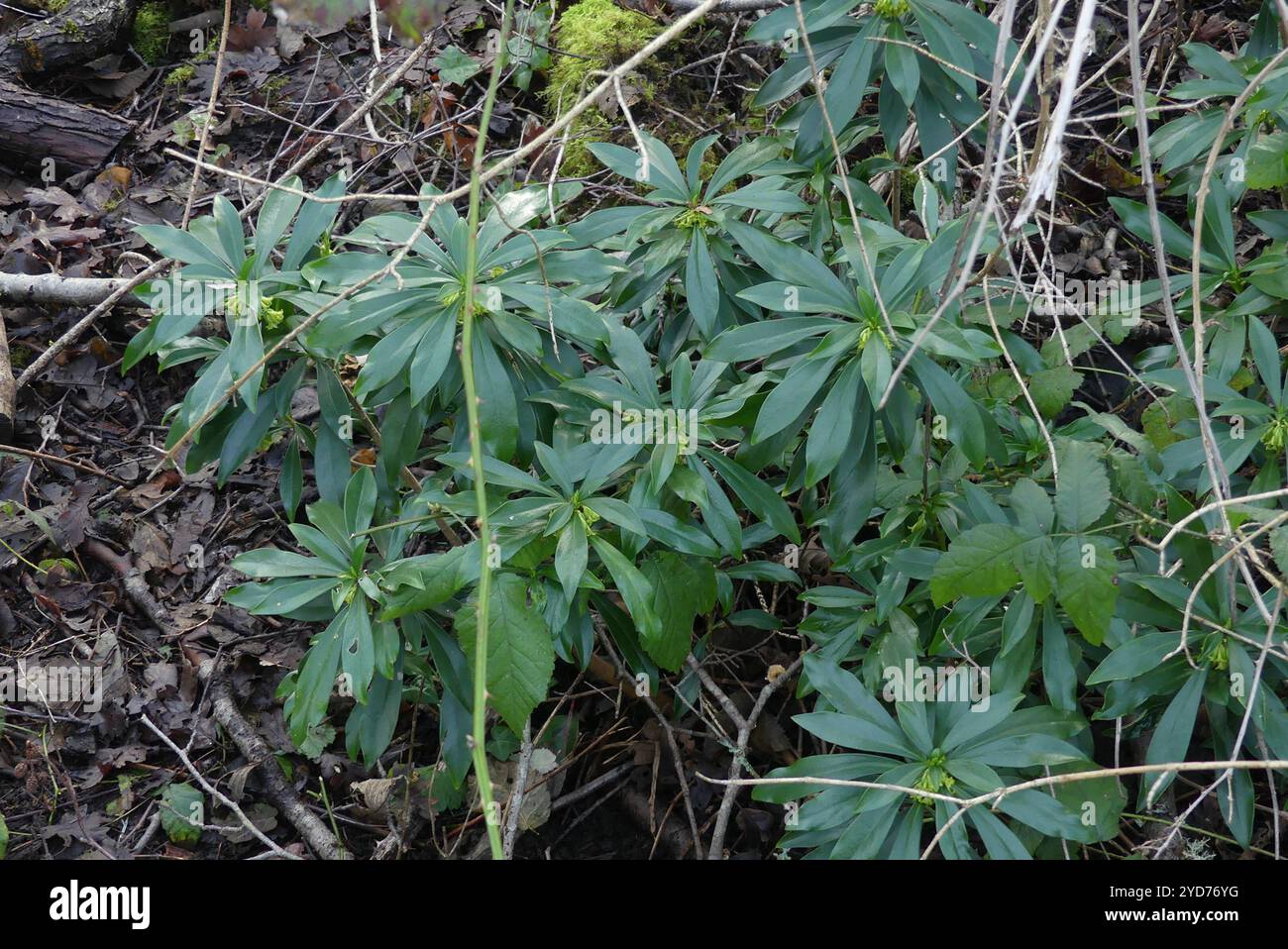 Spurge-laurel (Daphne laureola Stock Photo - Alamy