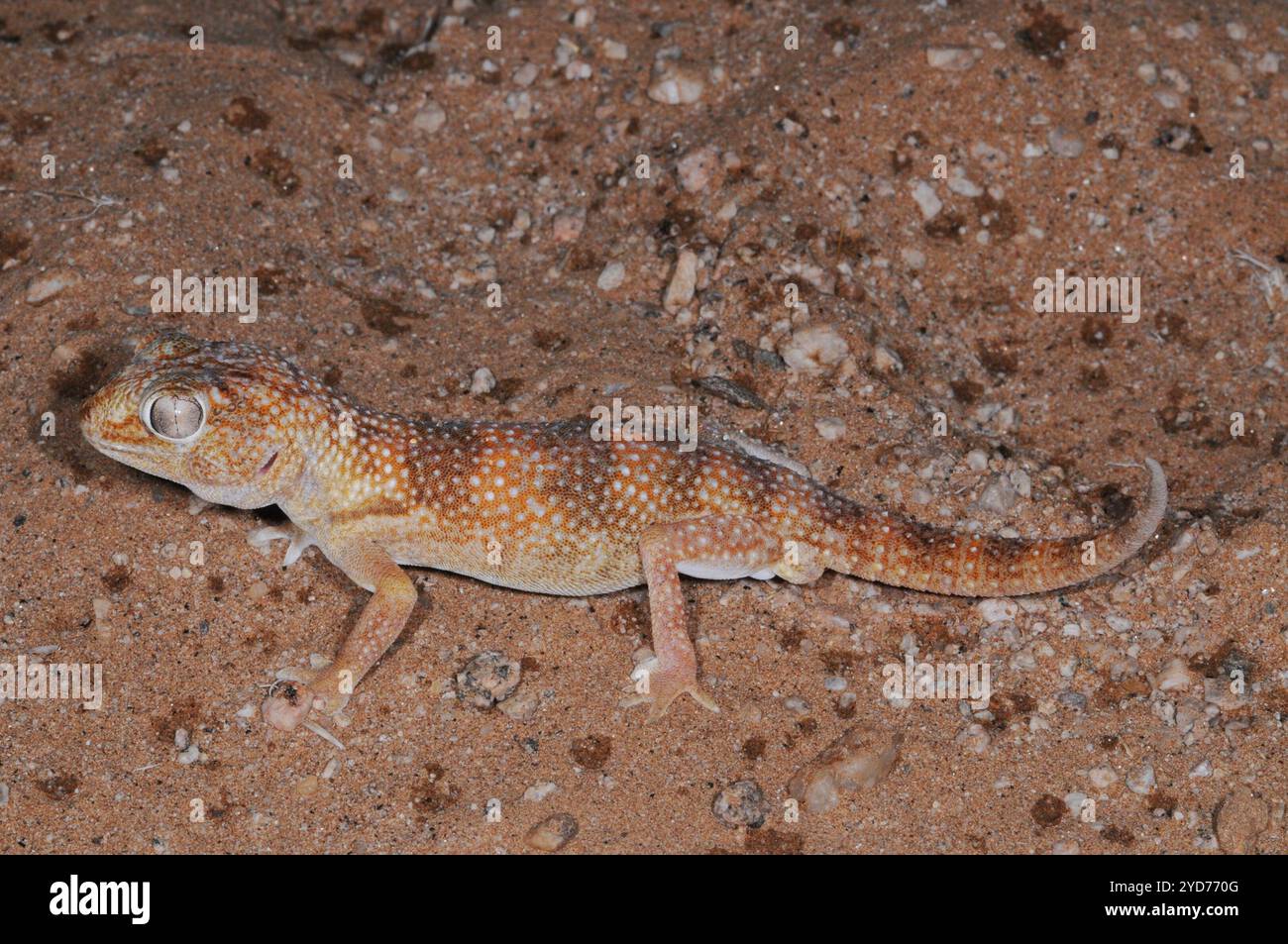 Namib Giant Ground Gecko (Chondrodactylus angulifer Stock Photo - Alamy