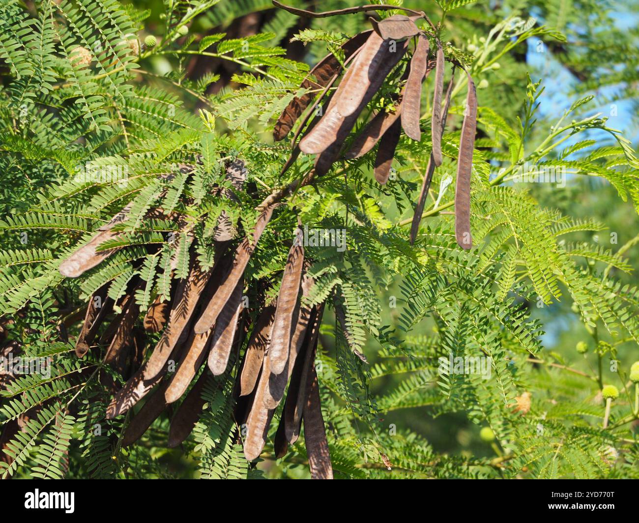 White leadtree (Leucaena leucocephala Stock Photo - Alamy