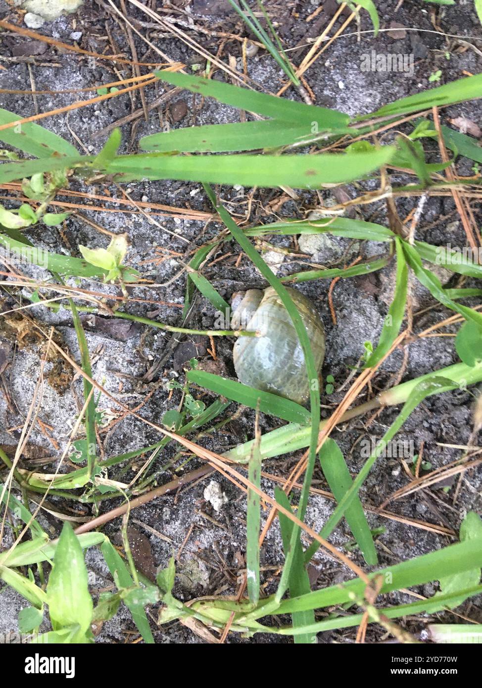 Island Apple Snail (Pomacea maculata Stock Photo - Alamy