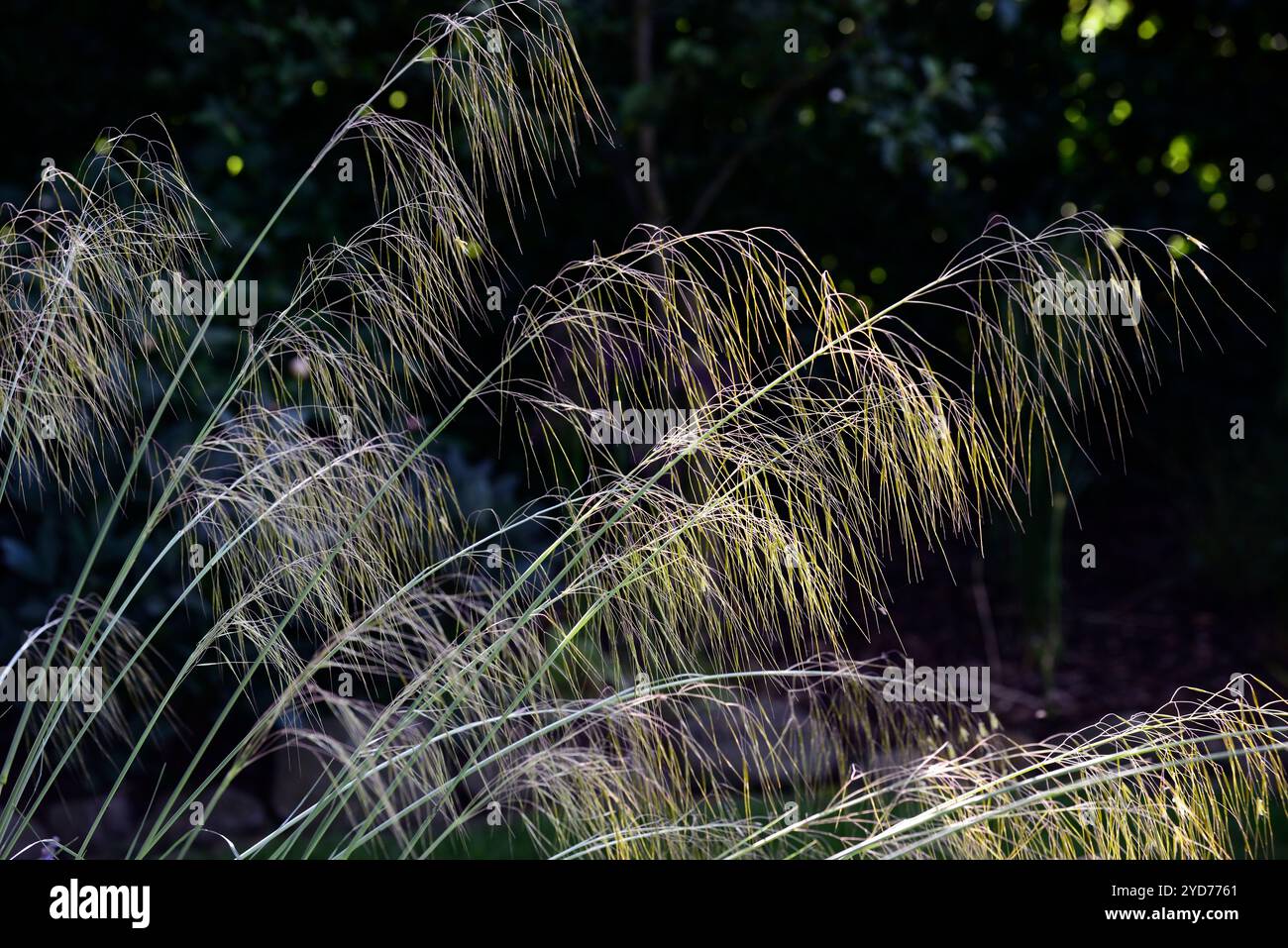 stipa gigantea,giant feather grass,seedhead,seeds,grass,grasses ...