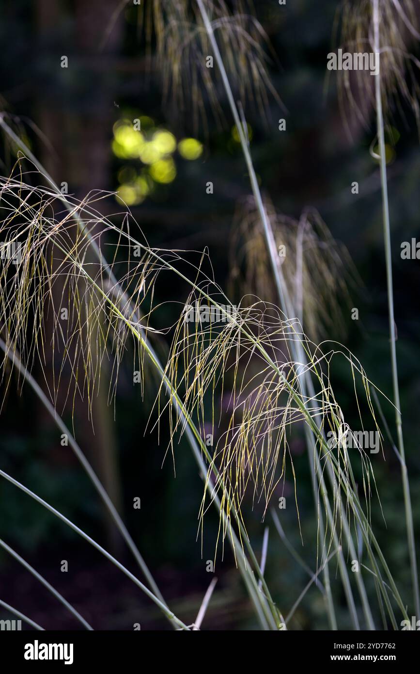 stipa gigantea,giant feather grass,seedhead,seeds,grass,grasses ...