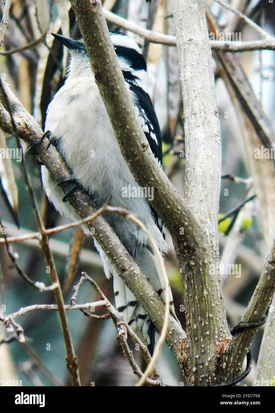 Downy Woodpecker (Dryobates pubescens Stock Photo - Alamy