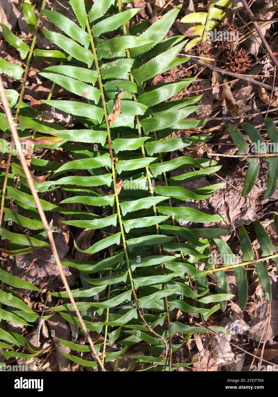 Christmas fern (Polystichum acrostichoides Stock Photo - Alamy