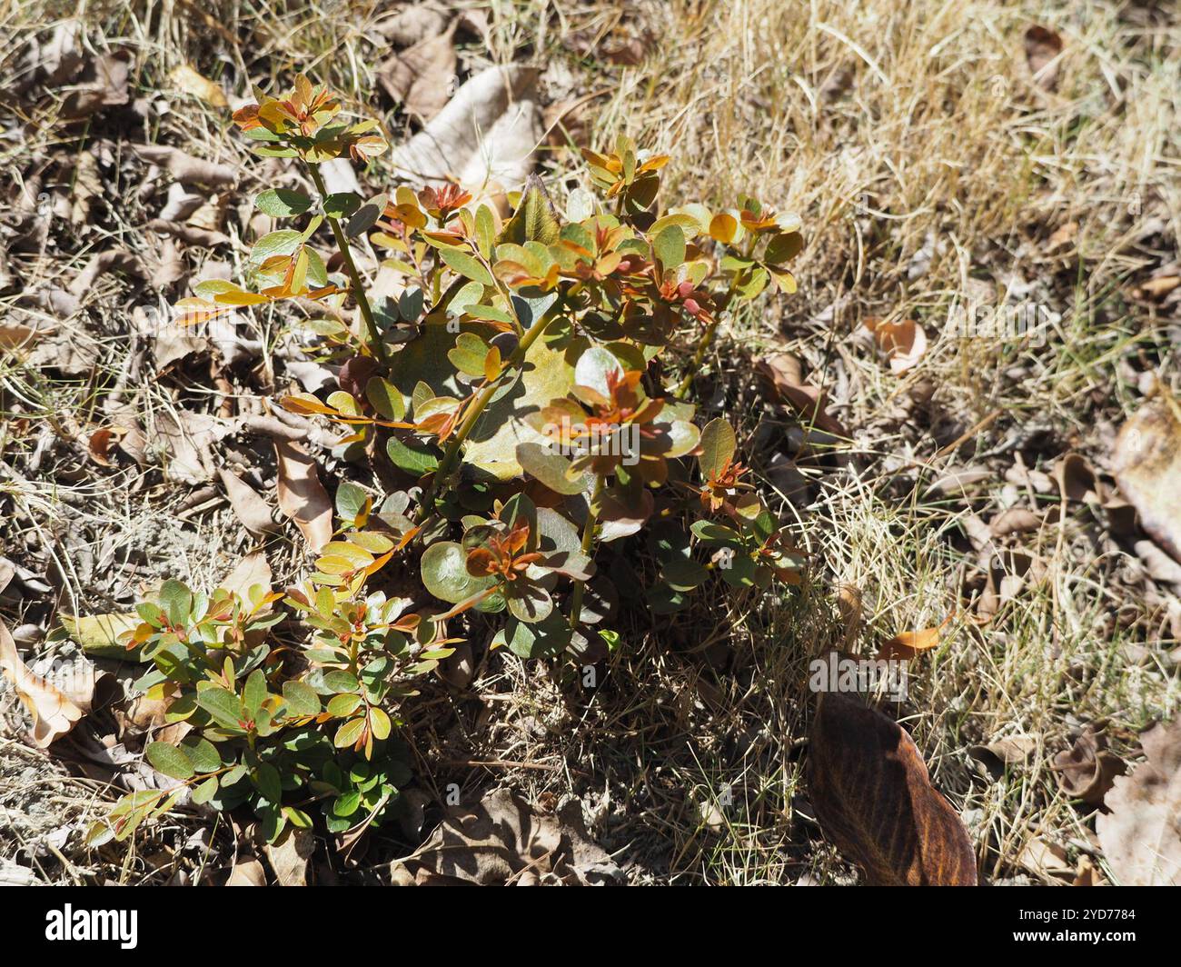 potato-smell (Phyllanthus reticulatus Stock Photo - Alamy