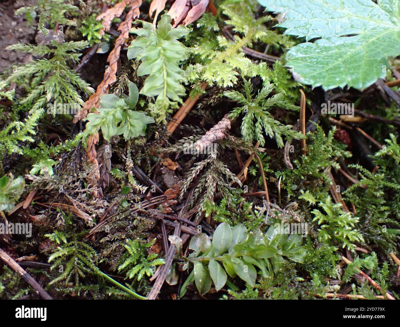Thyme and Allied Mosses (Plagiomnium Stock Photo - Alamy