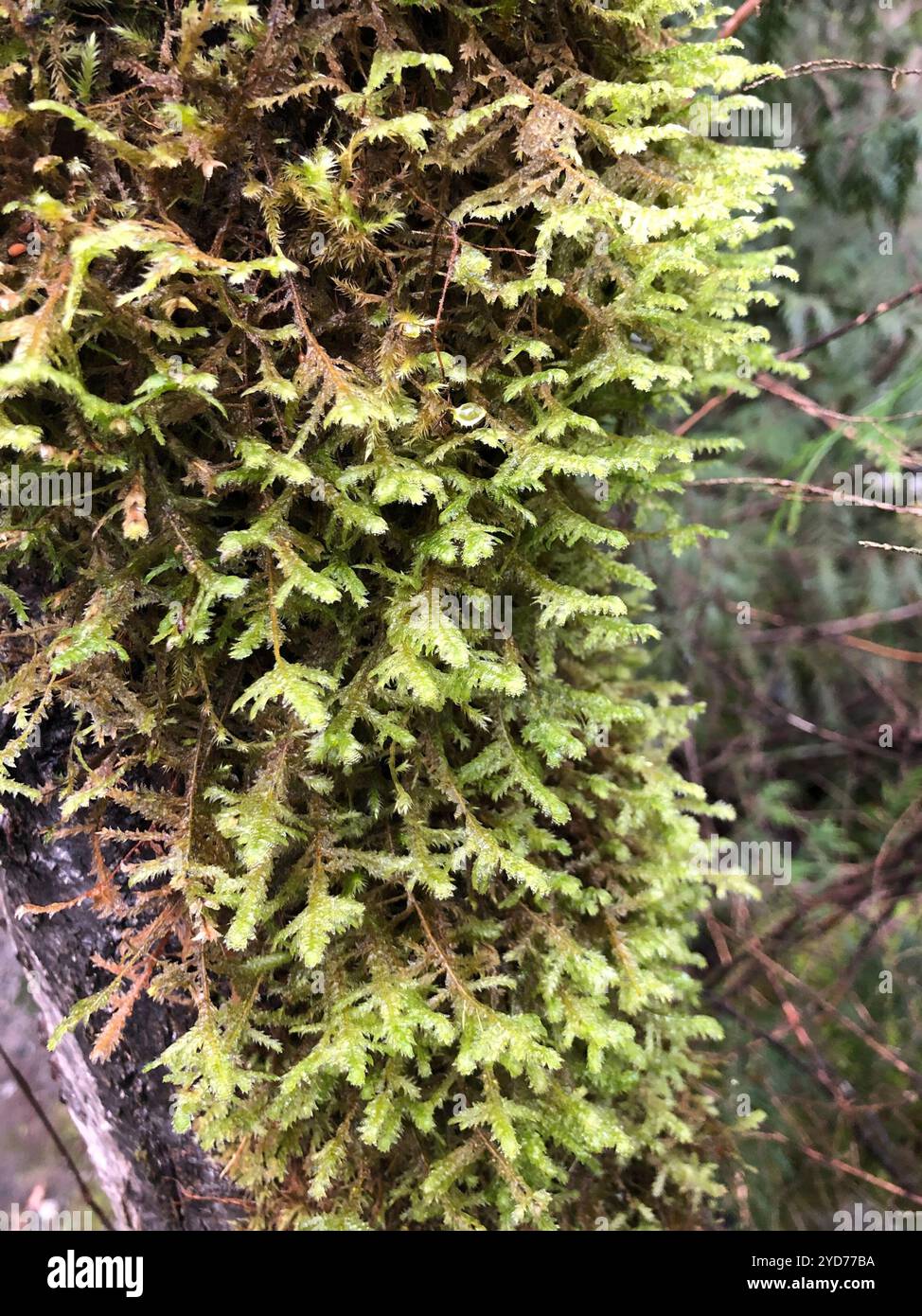 shingle moss (Neckera pennata Stock Photo - Alamy