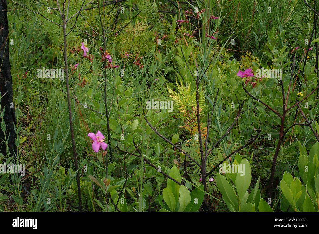 Savannah meadowbeauty (Rhexia alifanus Stock Photo - Alamy