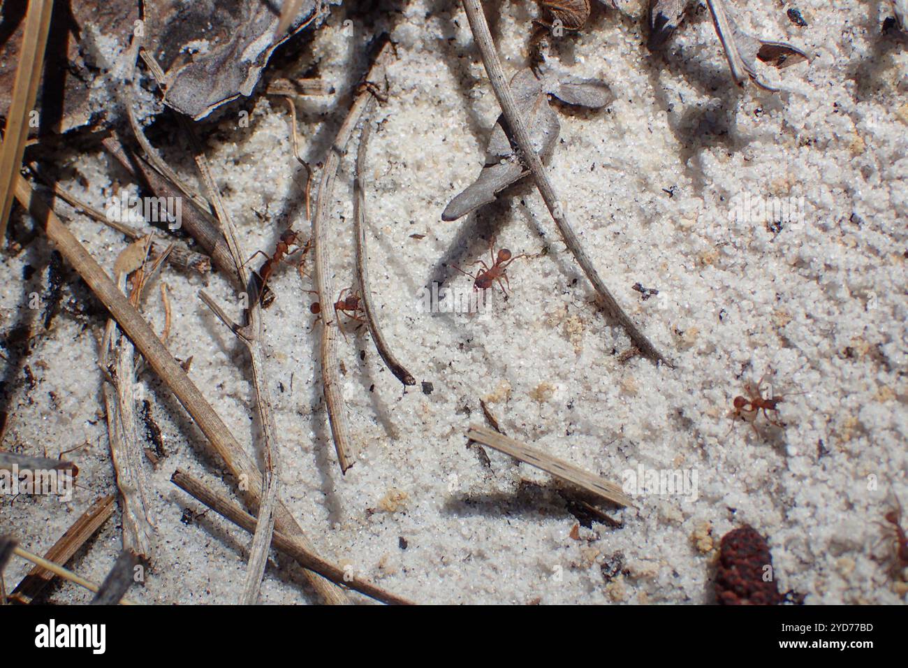 Northern Fungus-farming Ant (Trachymyrmex septentrionalis Stock Photo ...