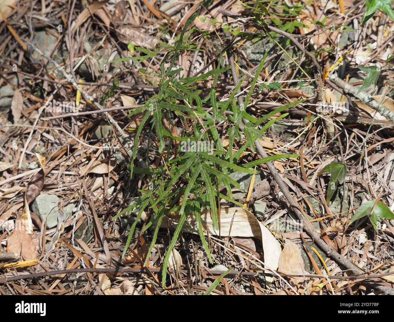 Japanese climbing fern (Lygodium japonicum Stock Photo - Alamy