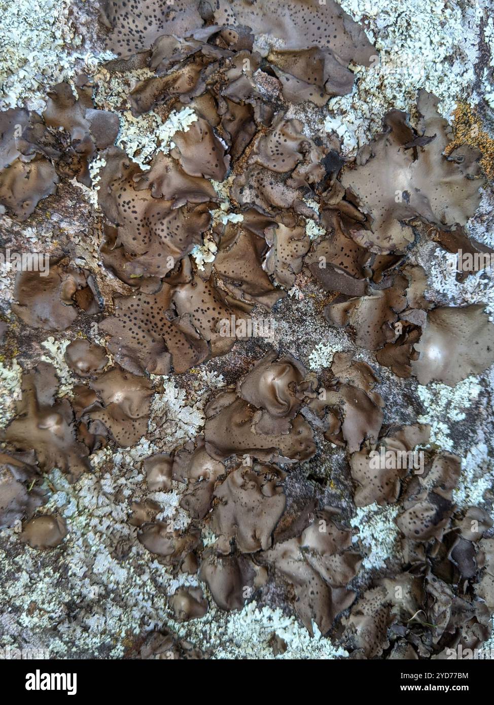 Emery Rocktripe Lichen (Umbilicaria phaea Stock Photo - Alamy