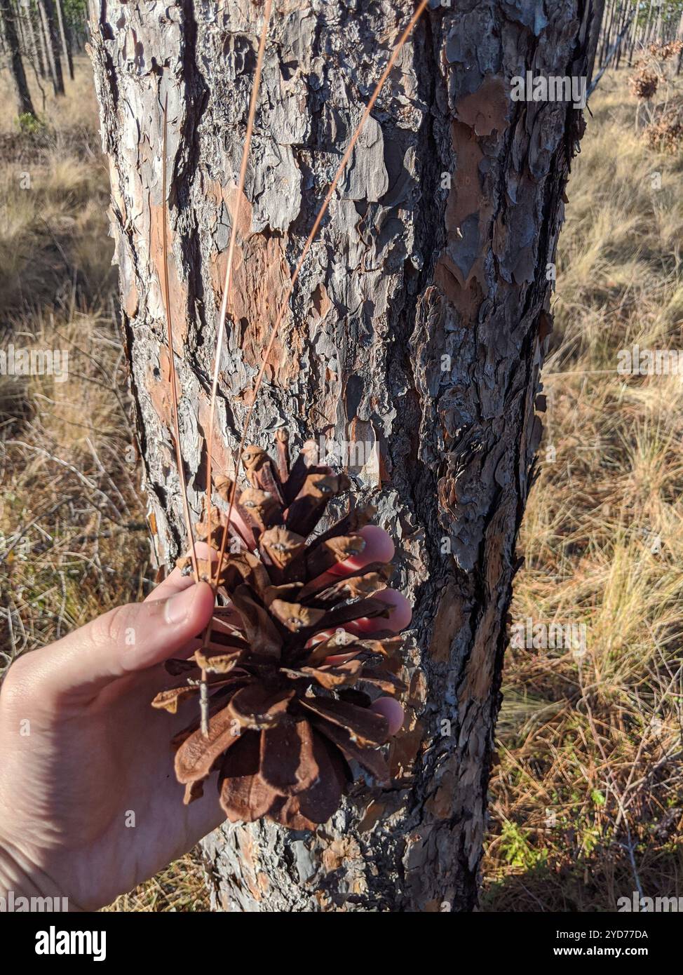 longleaf pine (Pinus palustris Stock Photo - Alamy