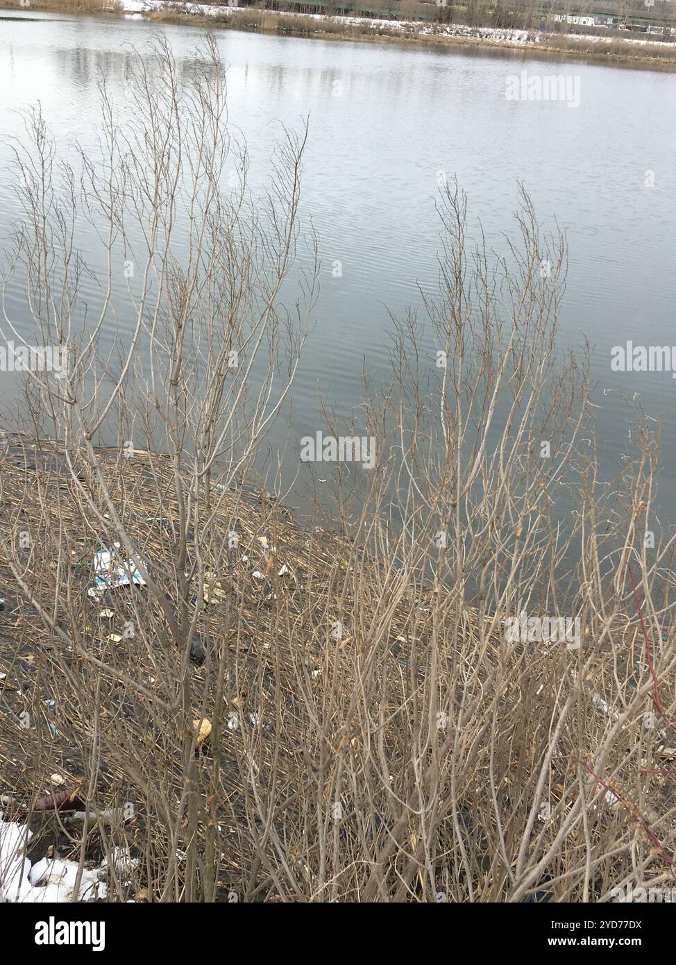 marsh elder (Iva frutescens Stock Photo - Alamy
