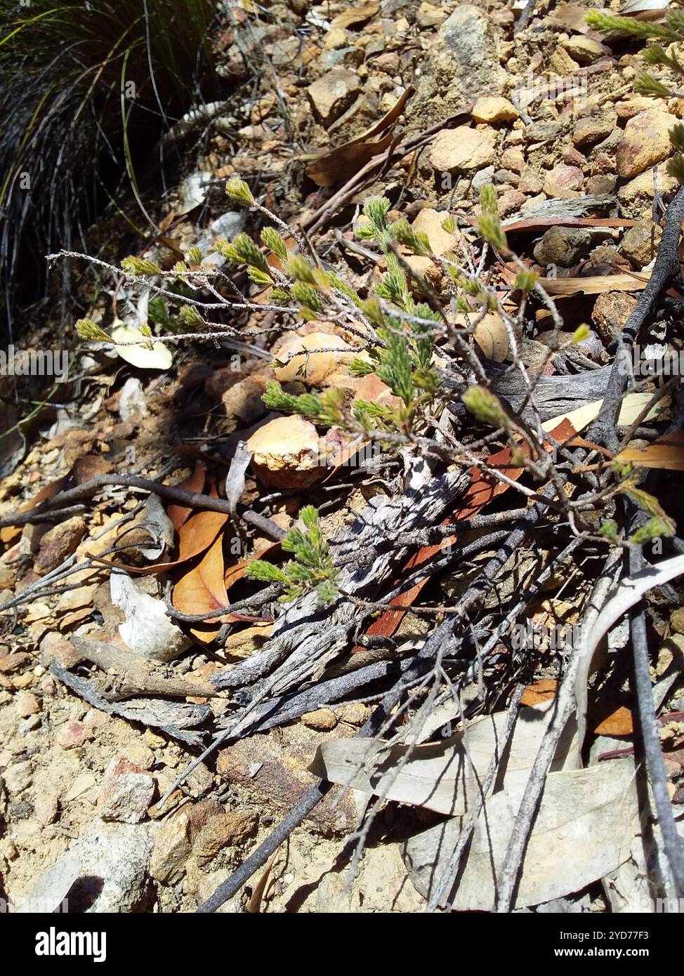 Fringe Myrtle (Calytrix tetragona Stock Photo - Alamy