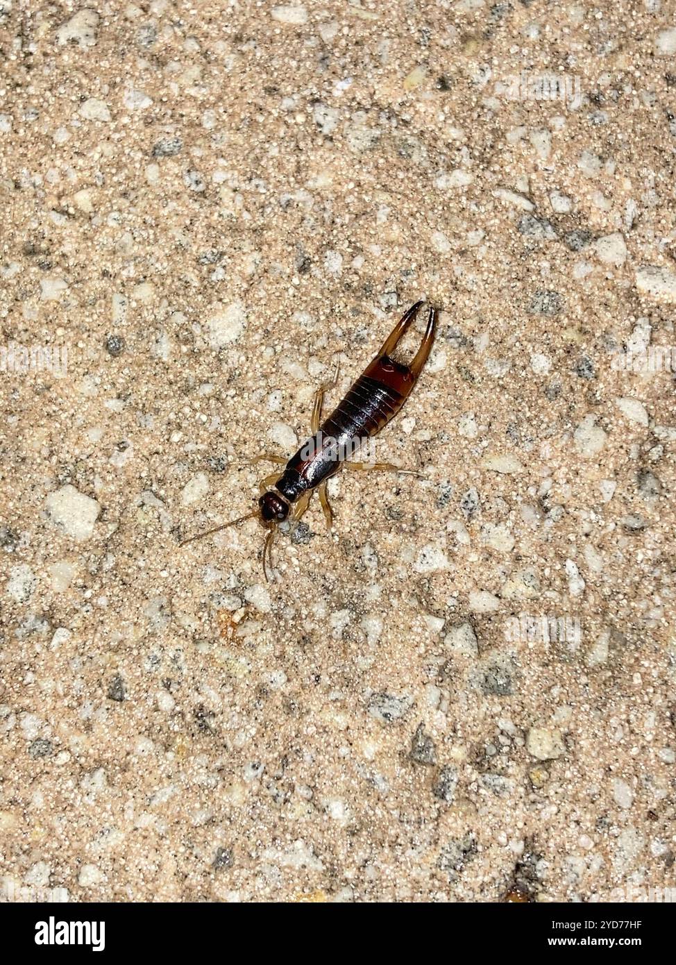 Shore Earwig (Labidura riparia Stock Photo - Alamy