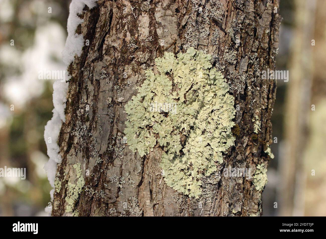 common greenshield lichen (Flavoparmelia caperata Stock Photo - Alamy