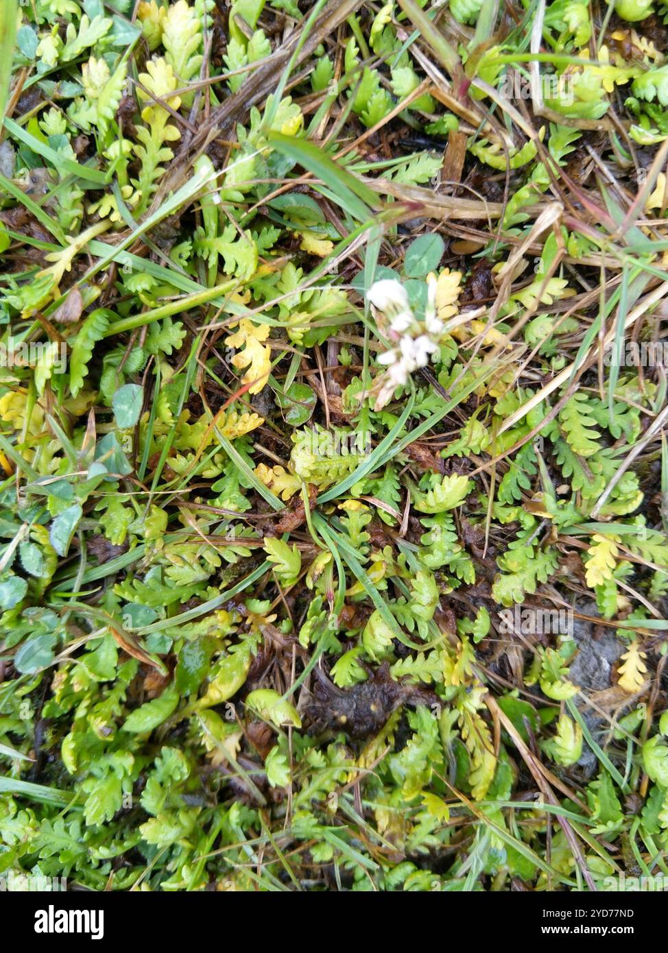 miniature brass-buttons (Leptinella Stock Photo - Alamy