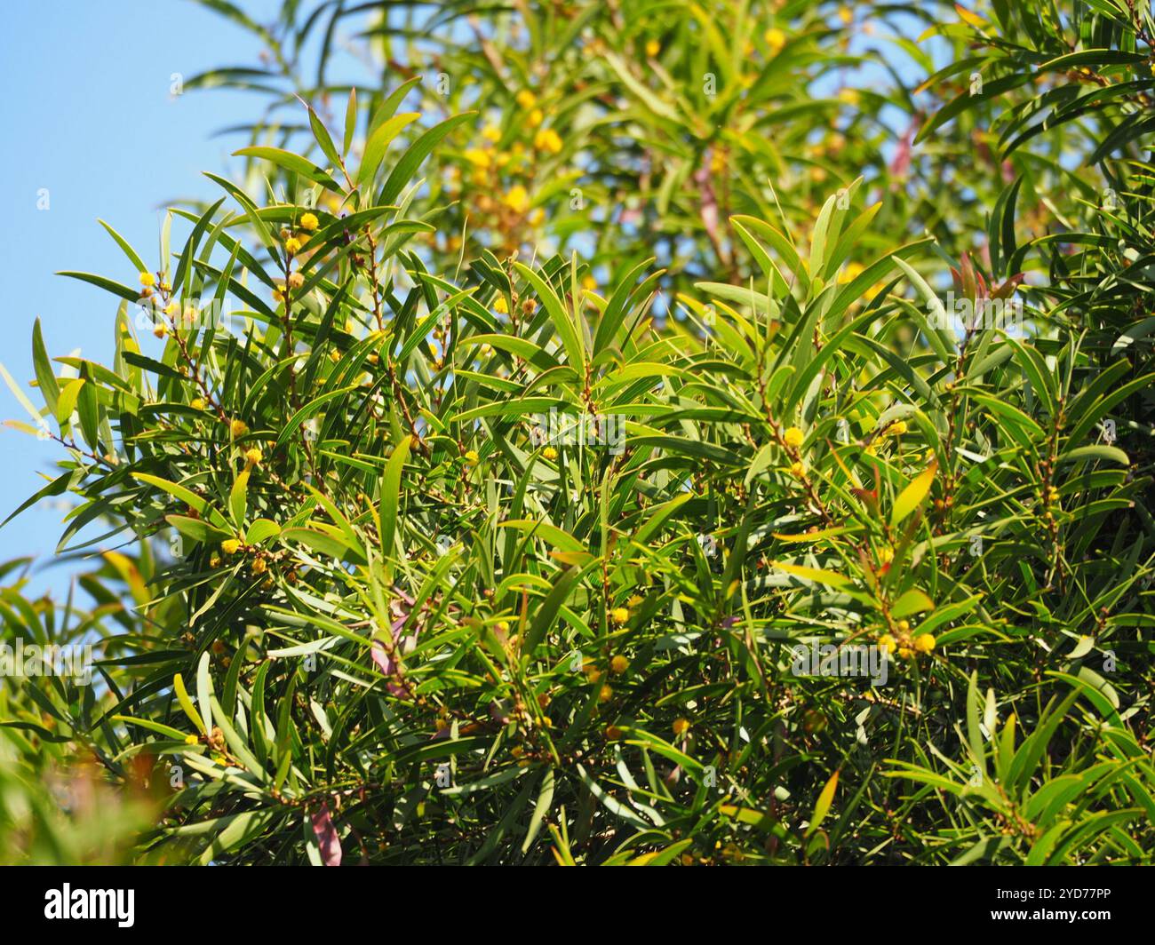 Taiwan Acacia (Acacia confusa Stock Photo - Alamy