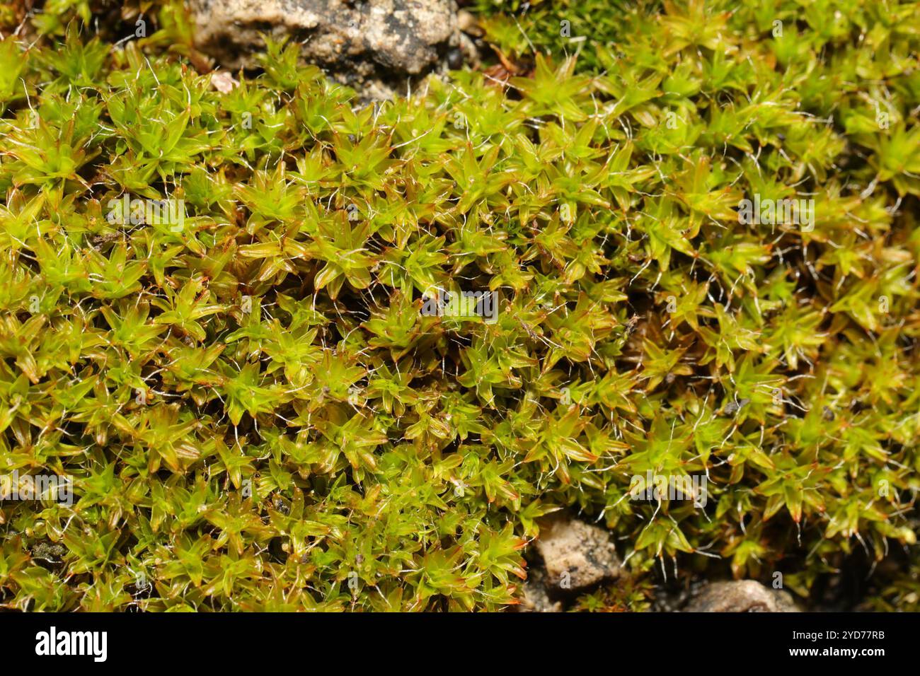 Star Moss (Syntrichia ruralis Stock Photo - Alamy