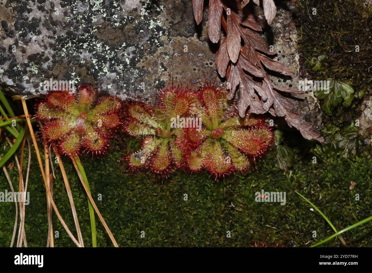 Alice Sundew (Drosera aliciae Stock Photo - Alamy