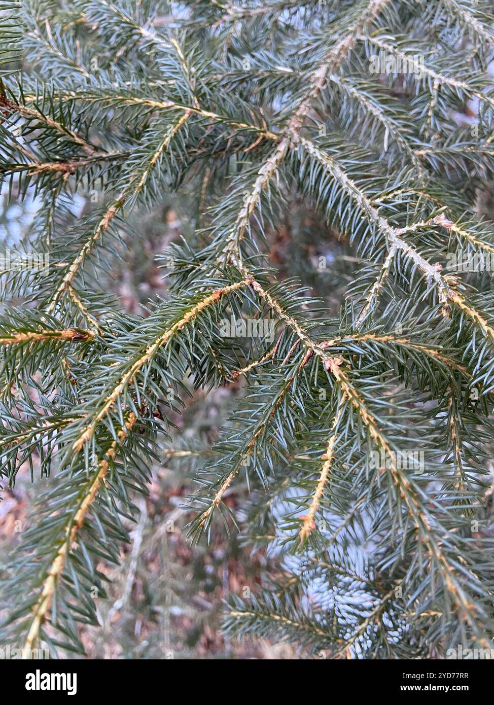 red spruce (Picea rubens Stock Photo - Alamy