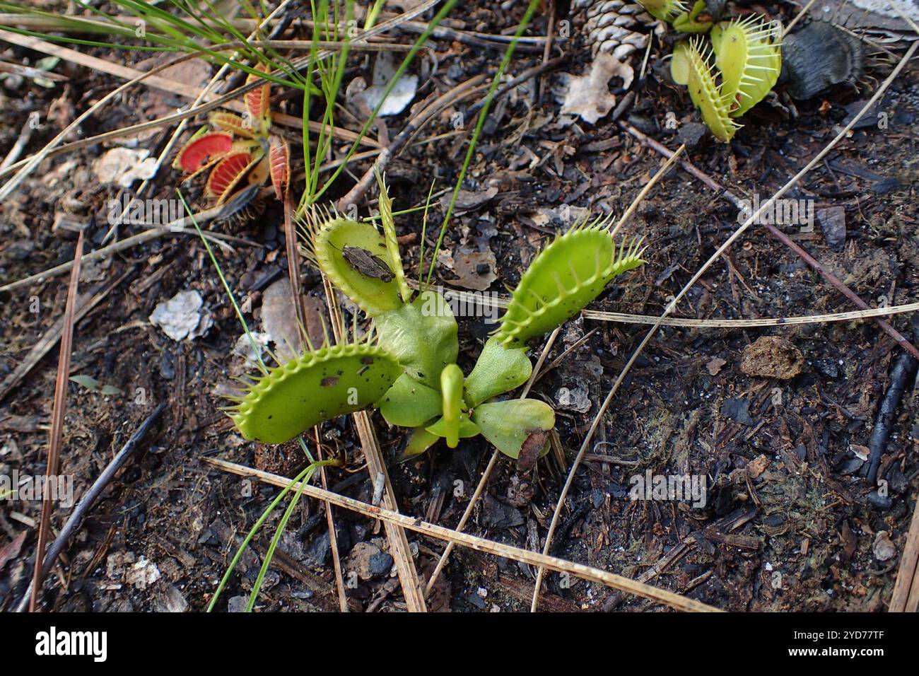 Venus flytrap (Dionaea muscipula Stock Photo - Alamy