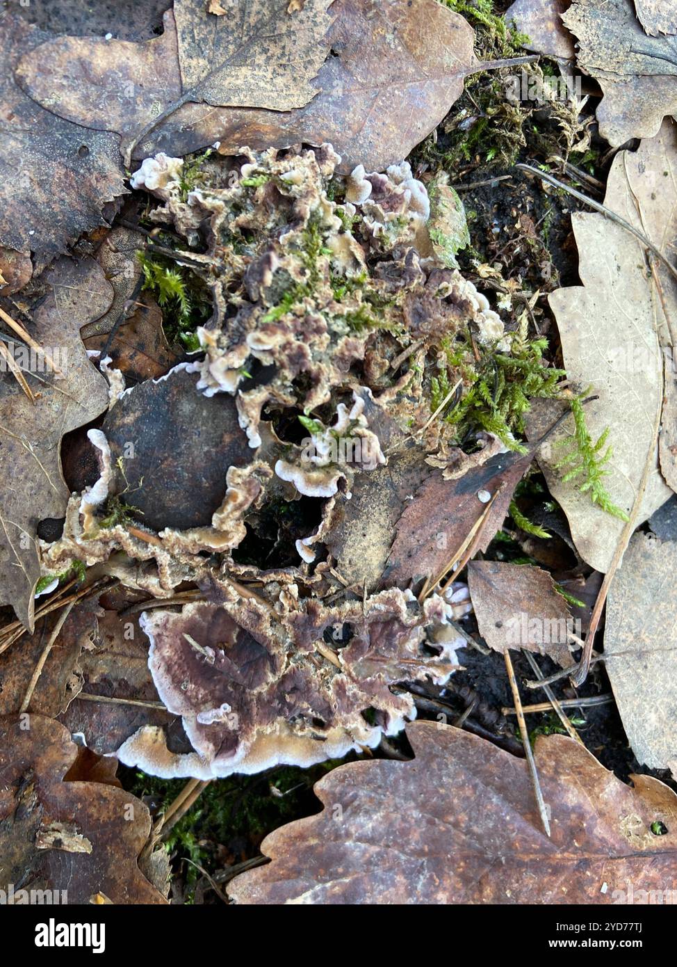 Silverleaf Fungus (Chondrostereum purpureum Stock Photo - Alamy