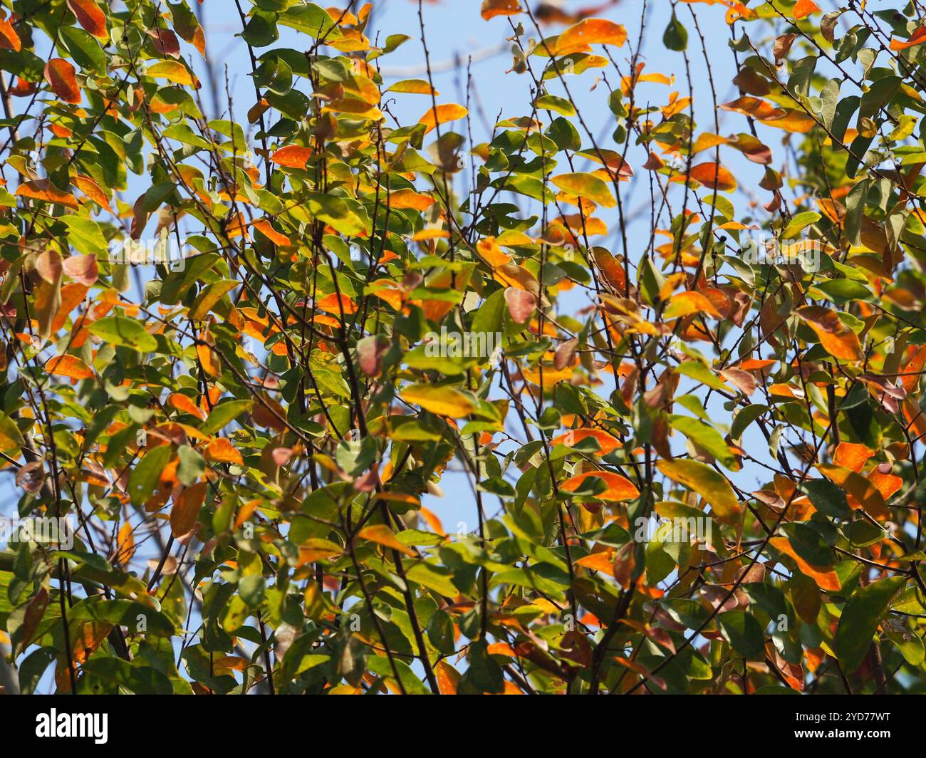 Pop-gun Seed (Bridelia tomentosa Stock Photo - Alamy