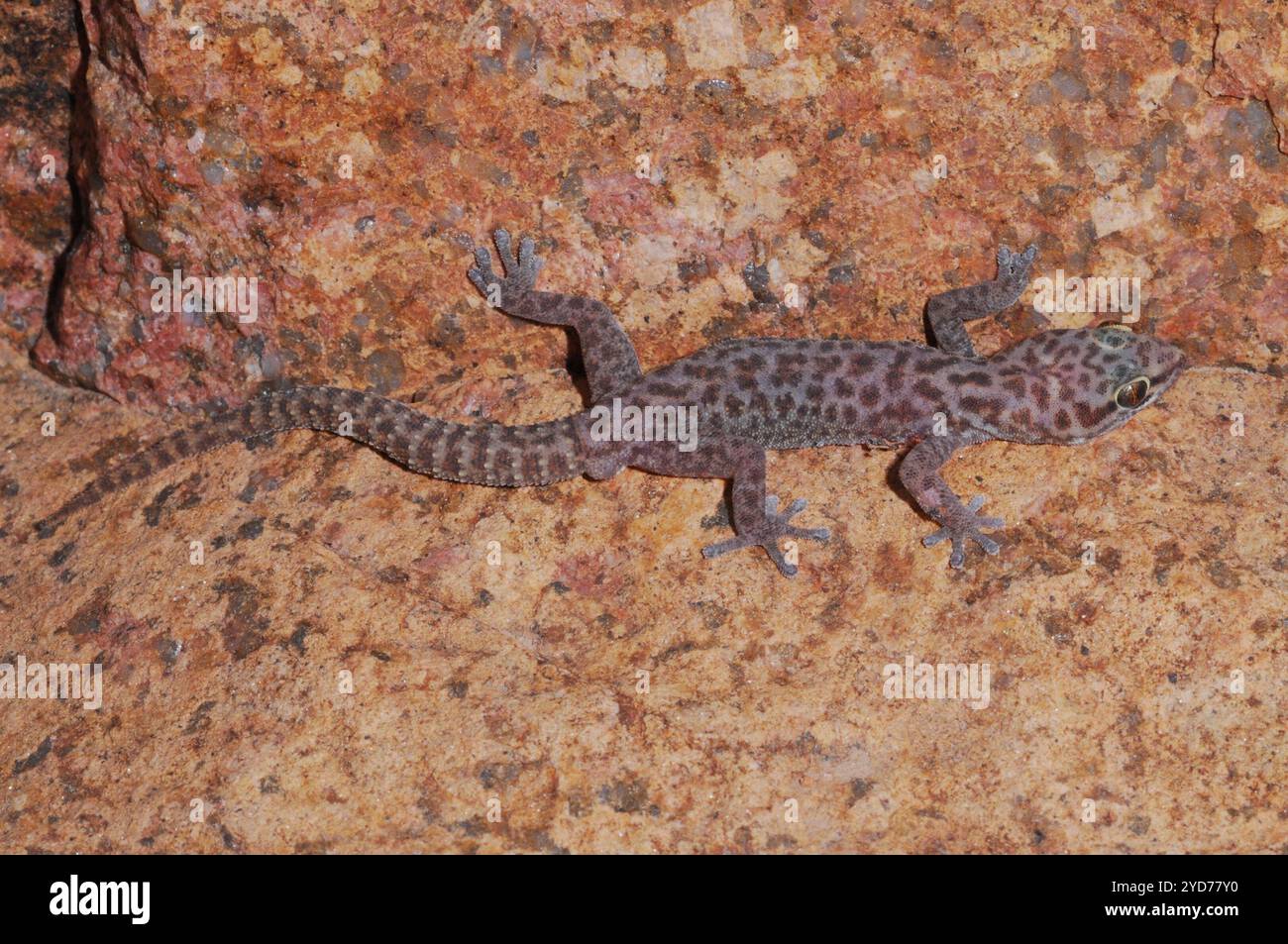 Western Spotted Thick-toed Gecko (Pachydactylus serval Stock Photo - Alamy