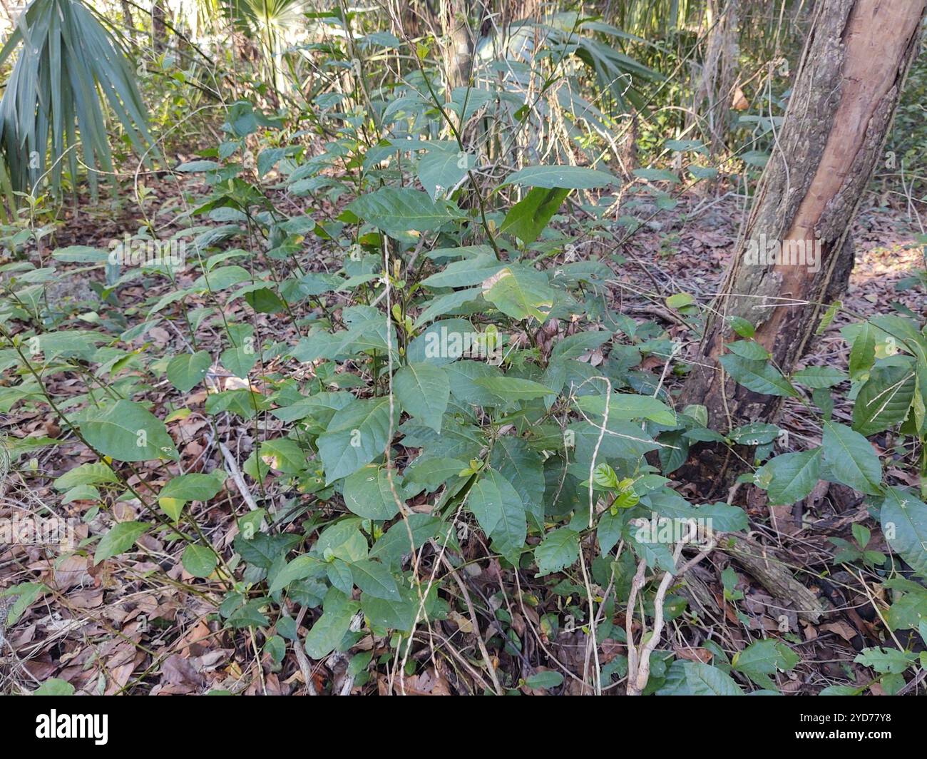 Guinea hen weed hi-res stock photography and images - Alamy