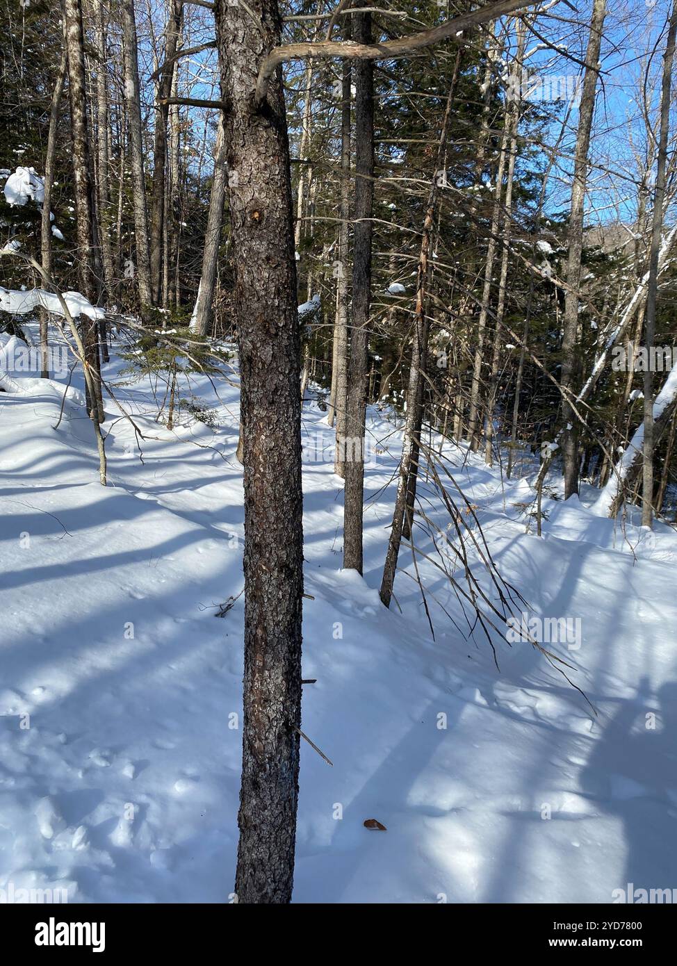 red spruce (Picea rubens Stock Photo - Alamy
