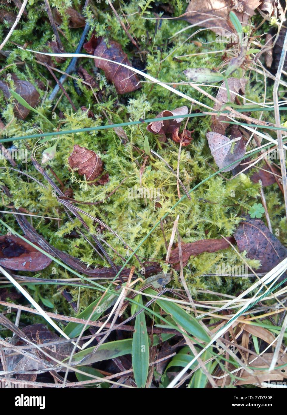 Rough-stalked Feather-moss (Brachythecium rutabulum Stock Photo - Alamy