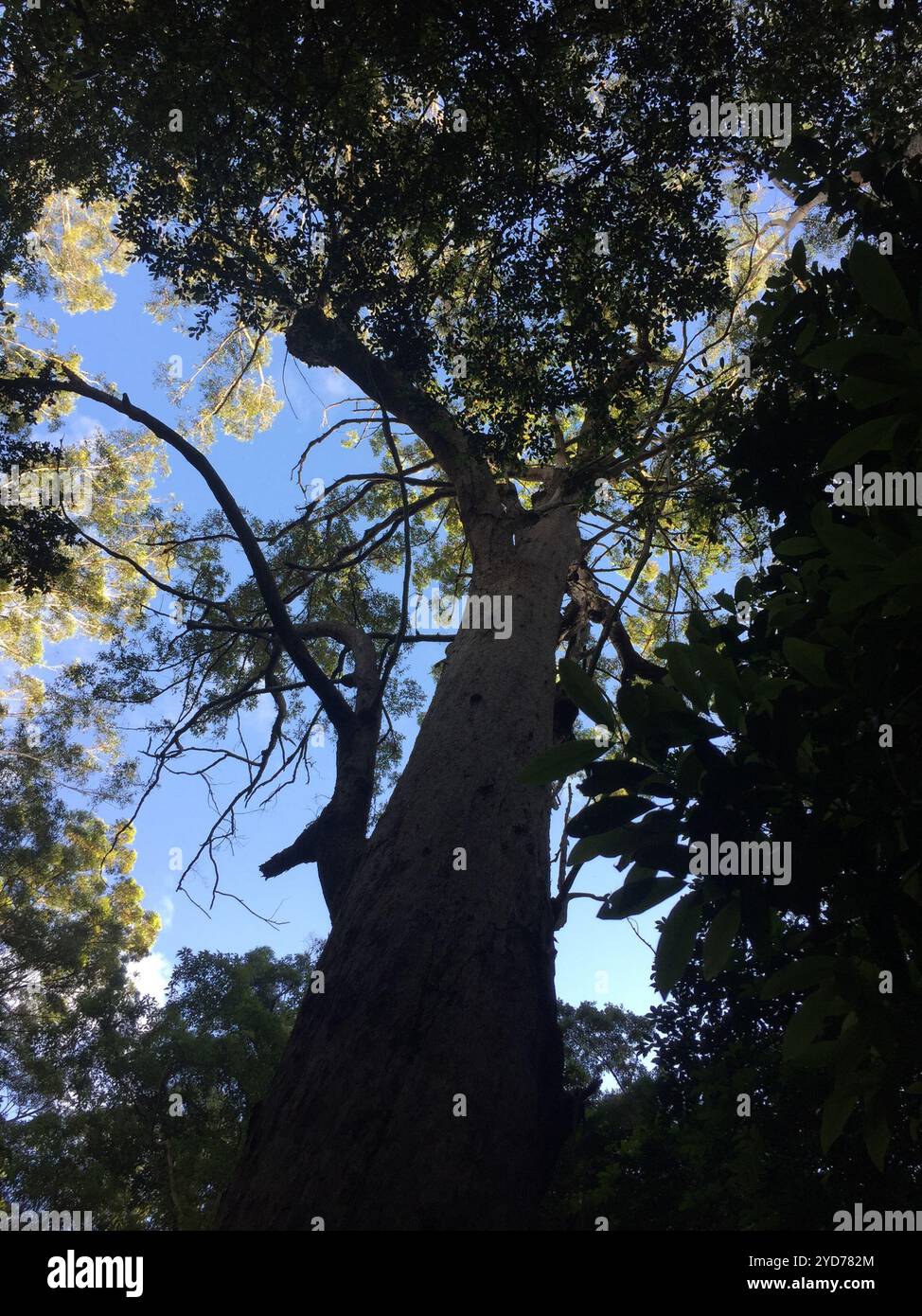 Tallowwood (Eucalyptus microcorys Stock Photo - Alamy