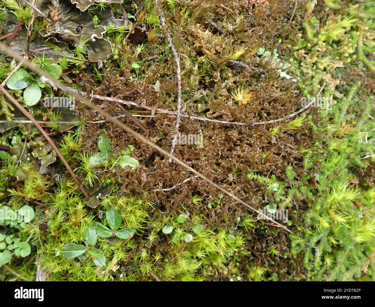 Antlered Jellyskin Lichen (Scytinium palmatum Stock Photo - Alamy