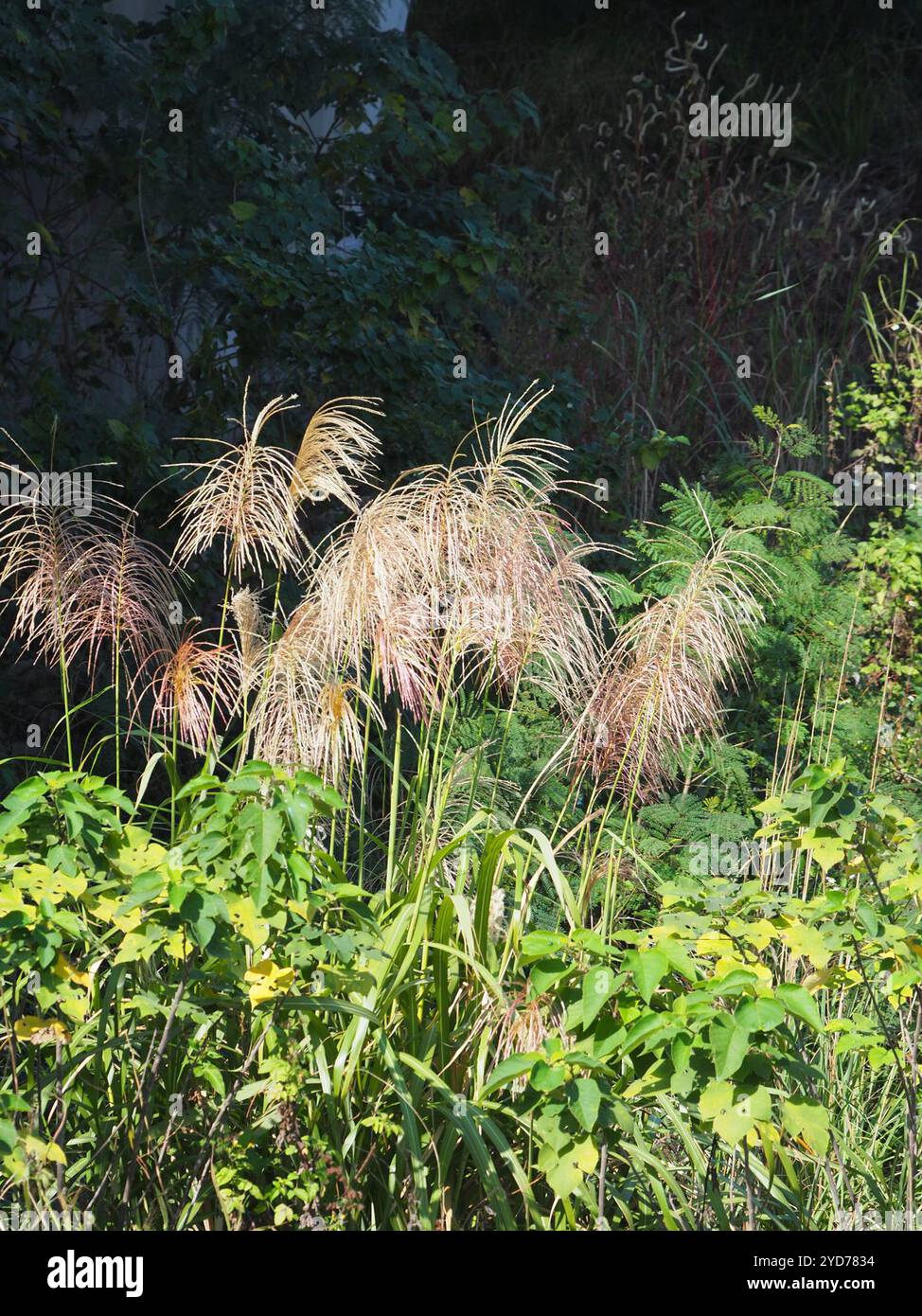 Chinese silver grass (Miscanthus sinensis Stock Photo - Alamy