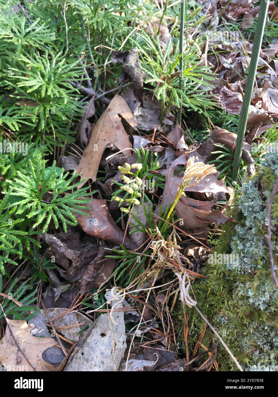 fan clubmoss (Diphasiastrum digitatum Stock Photo - Alamy