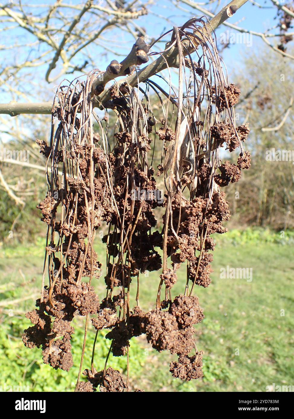 European ash (Fraxinus excelsior Stock Photo - Alamy