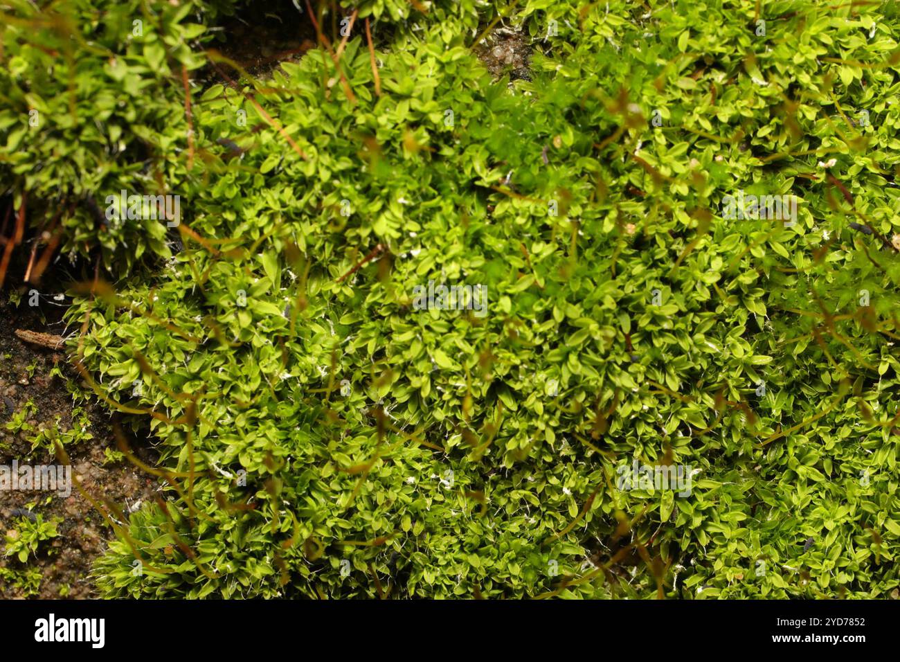 Common wall-screw moss (Tortula muralis muralis Stock Photo - Alamy