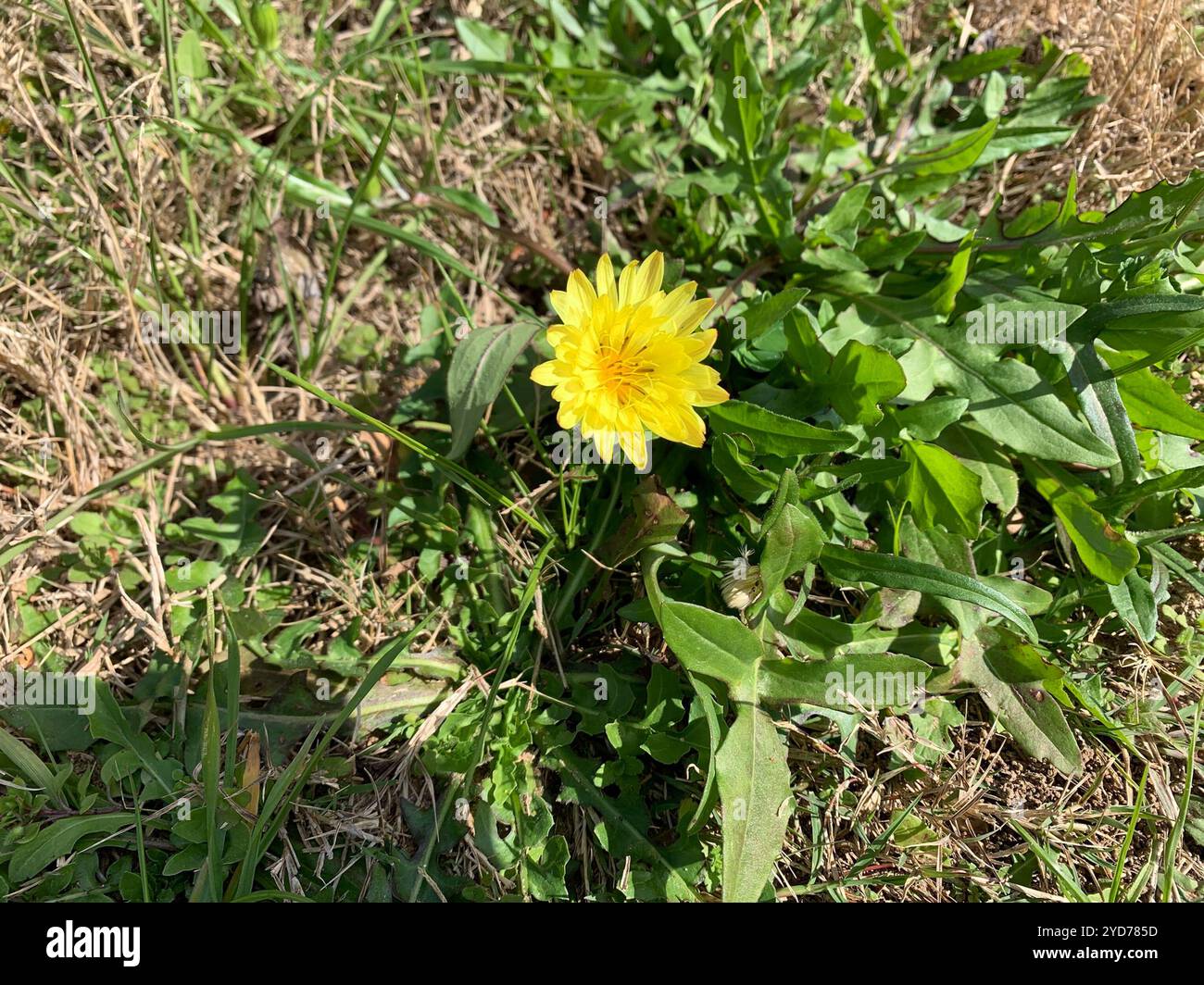 smallflower desert-chicory (Pyrrhopappus pauciflorus Stock Photo - Alamy