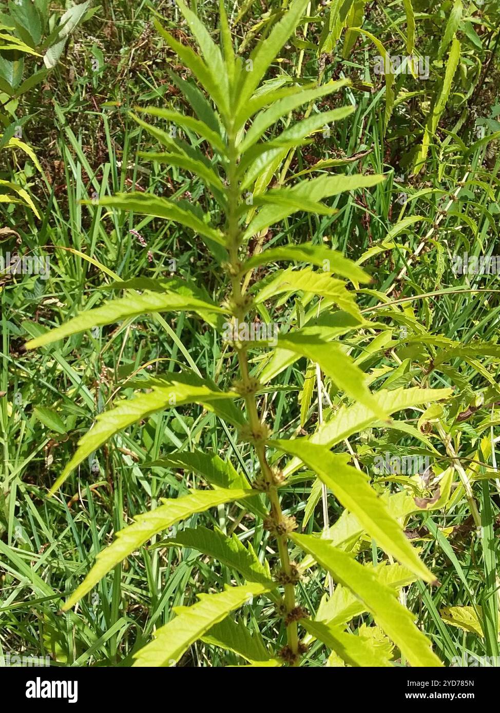 Lycopus australis hi-res stock photography and images - Alamy