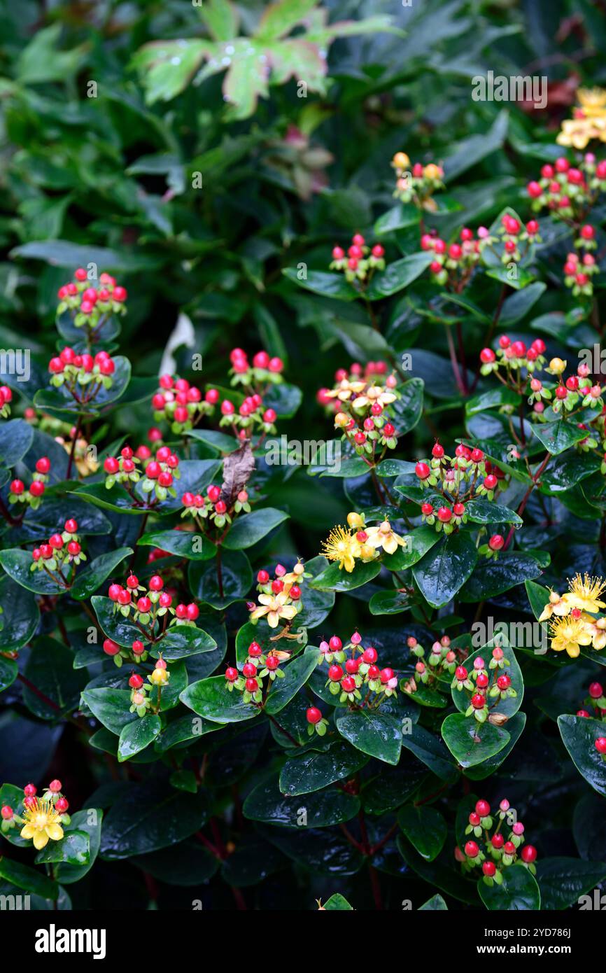 Hypericum Miracle Attraction,Glossy red berries,St Johns Wort,medicinal ...