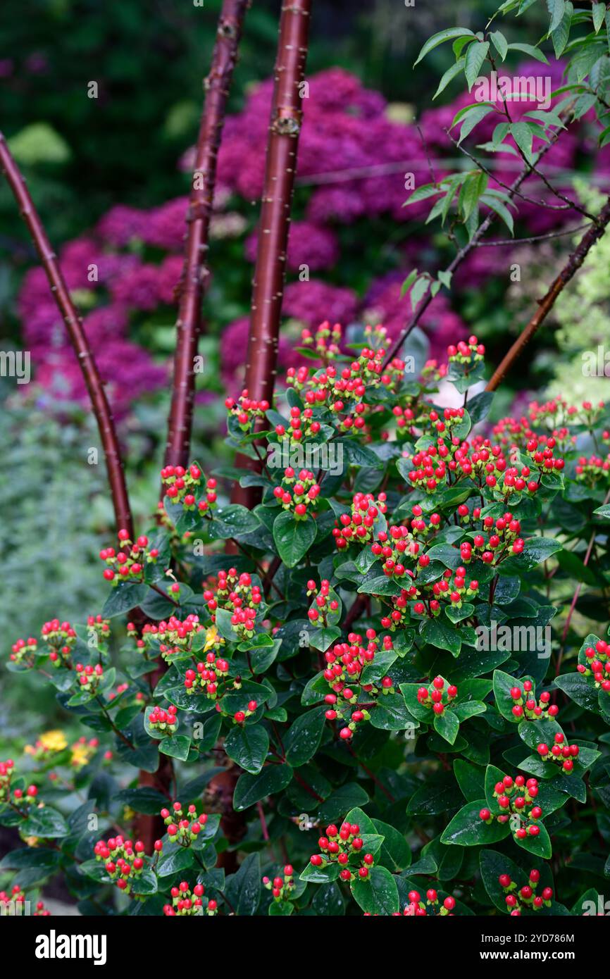 Hypericum Miracle Attraction,Glossy red berries,St Johns Wort,medicinal ...