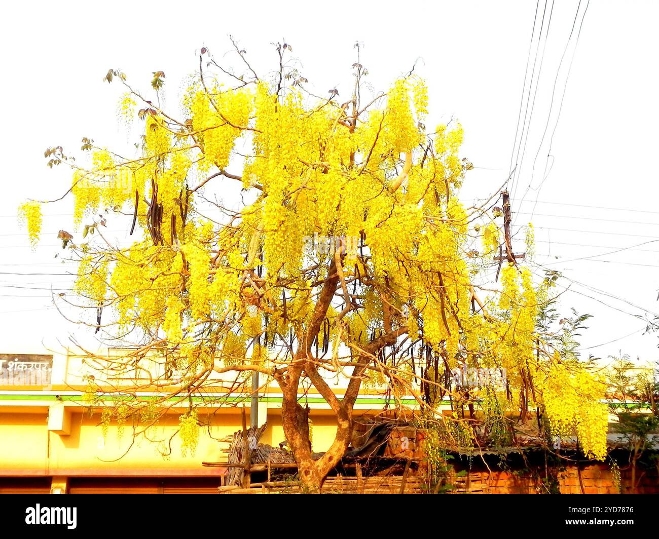 Golden shower tree (Cassia fistula Stock Photo - Alamy
