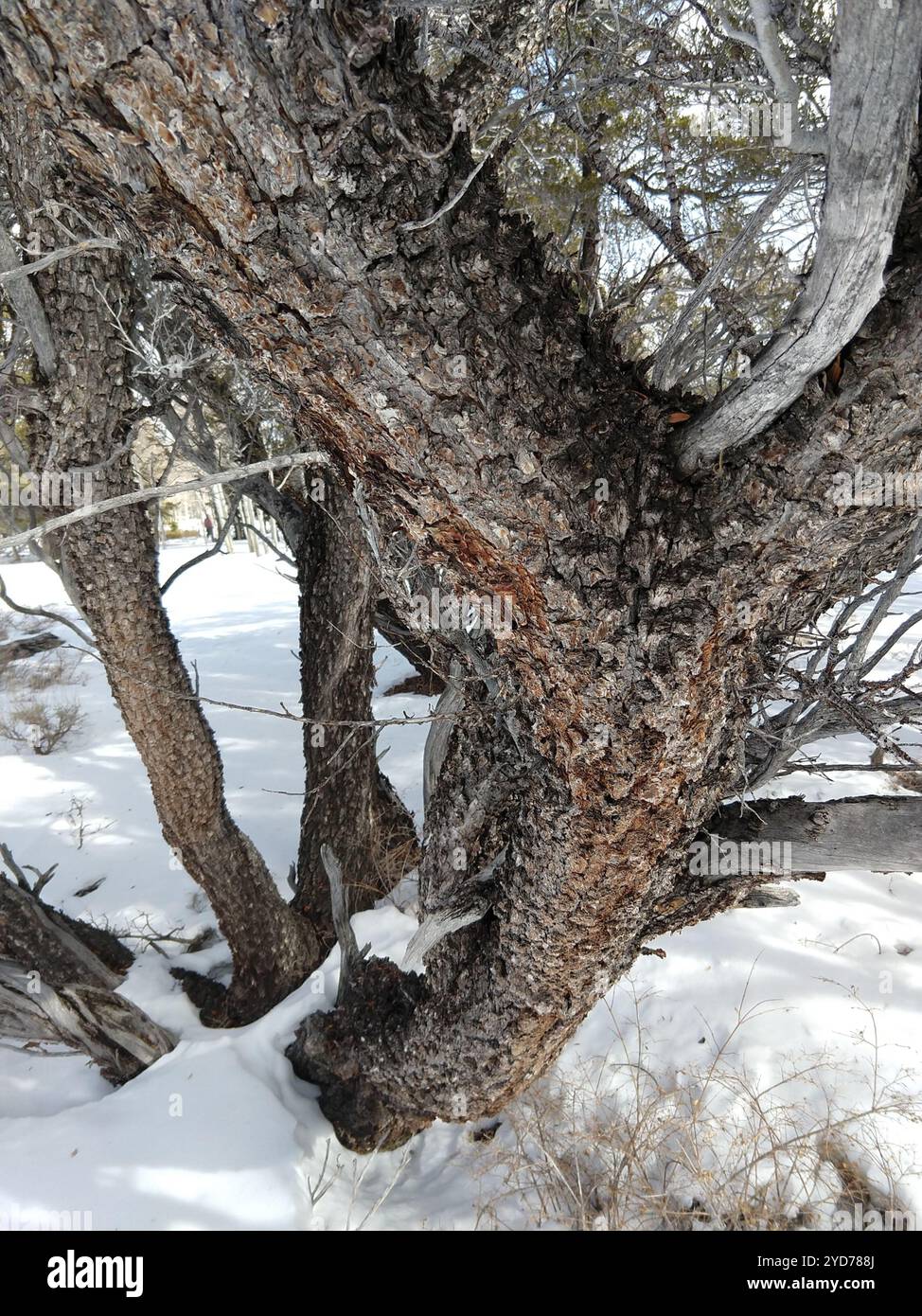 Curlleaf Mountain Mahogany (Cercocarpus ledifolius Stock Photo - Alamy