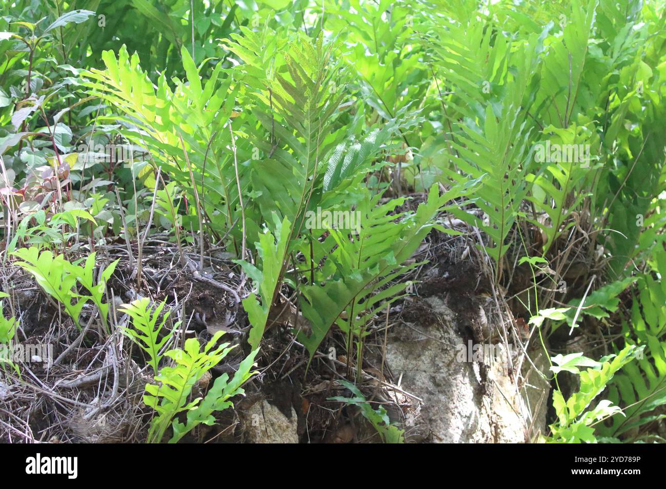 polypody family (Polypodiaceae Stock Photo - Alamy
